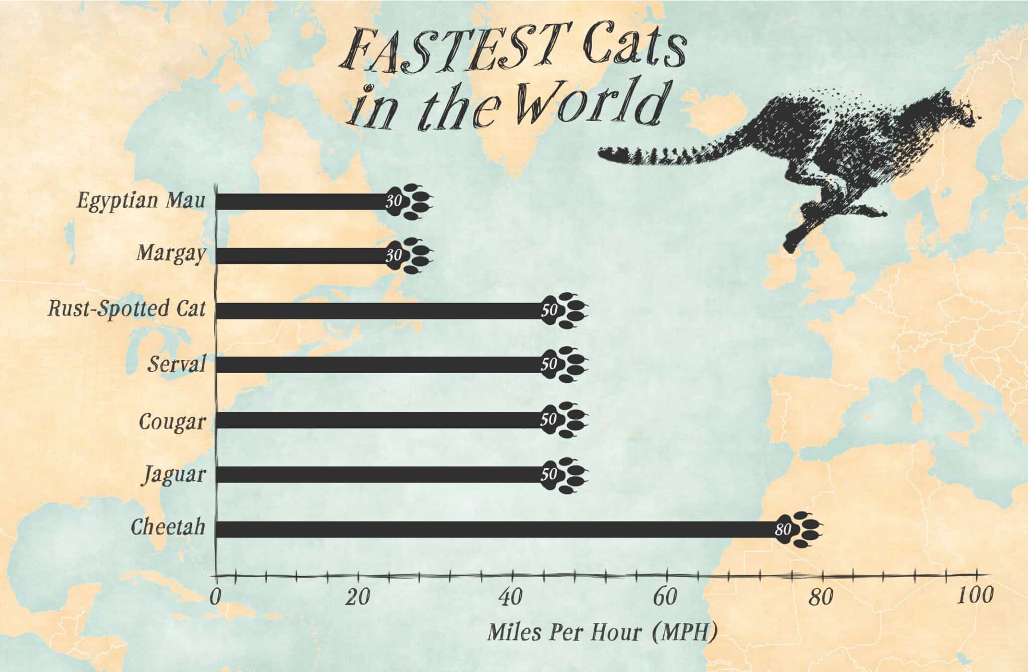 The Top 7 Fastest Cats in The World - A-Z Animals