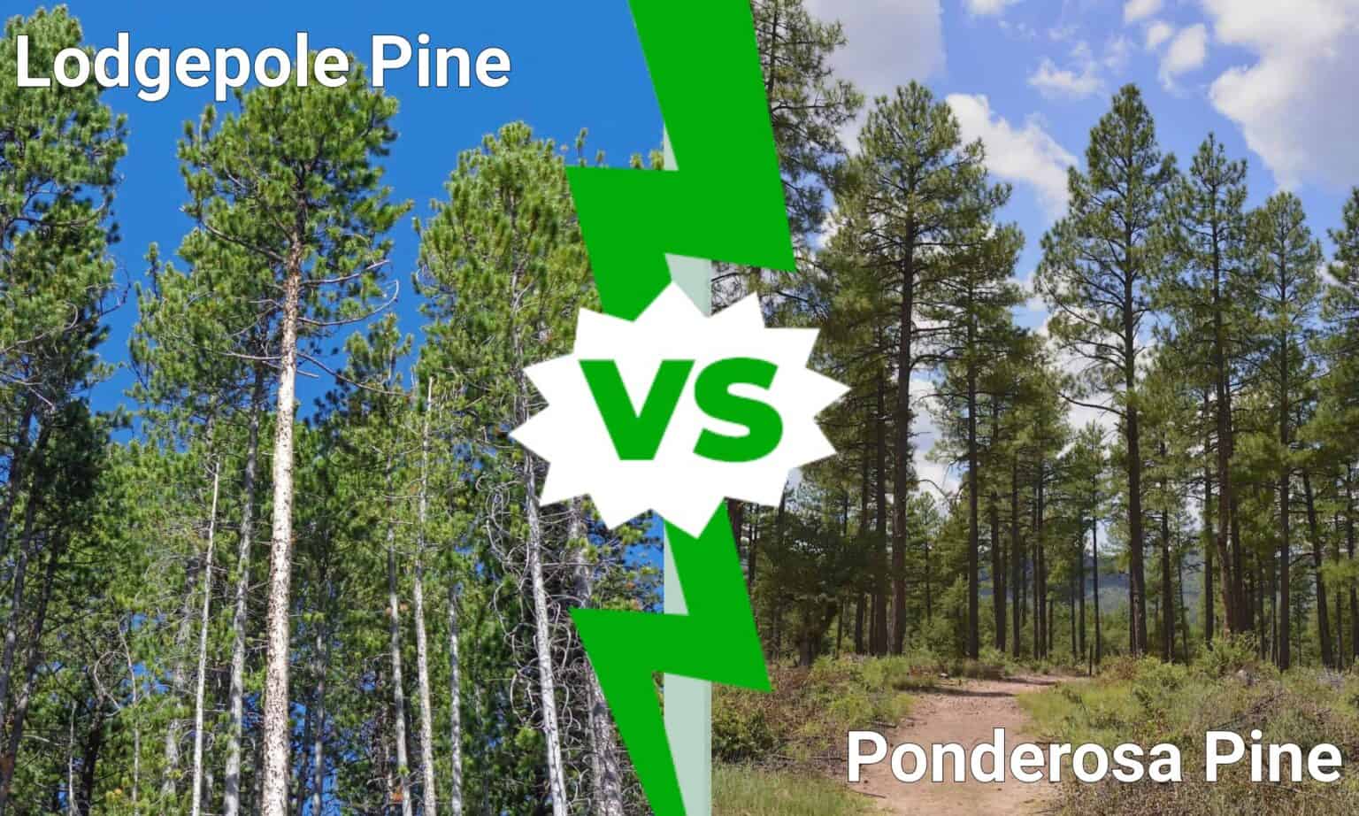 Lodgepole Pine vs. Ponderosa Pine: What Are the Differences? - A-Z Animals