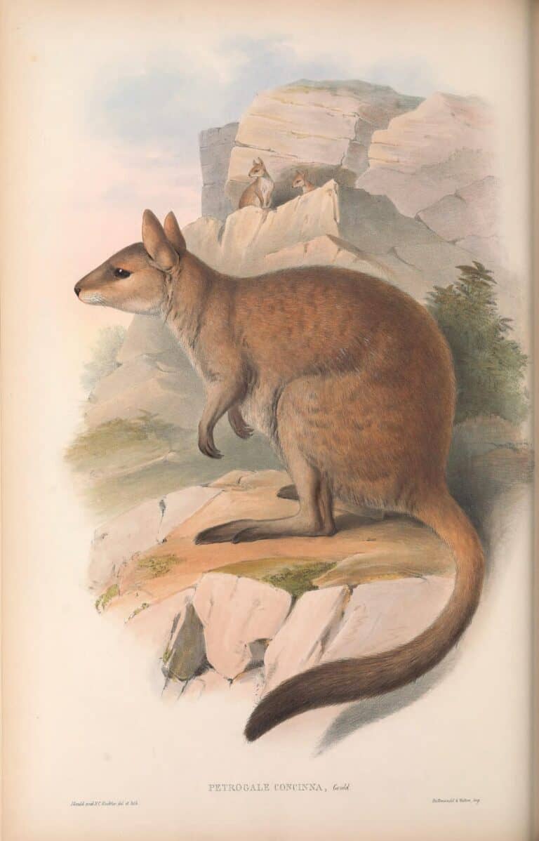 Nabarlek Animal Facts - Petrogale concinna - A-Z Animals