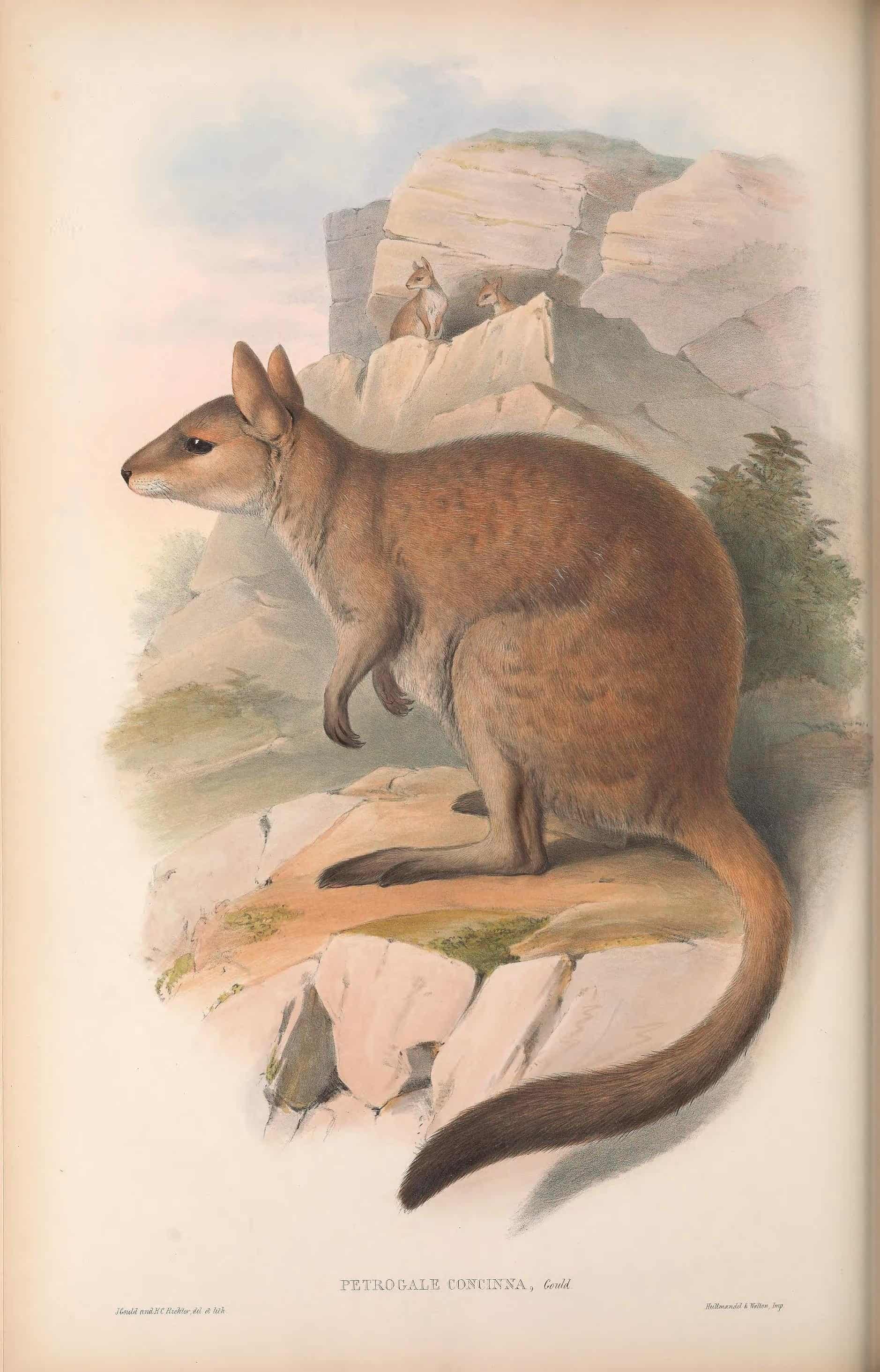 Nabarlek Animal Facts - Petrogale concinna - A-Z Animals