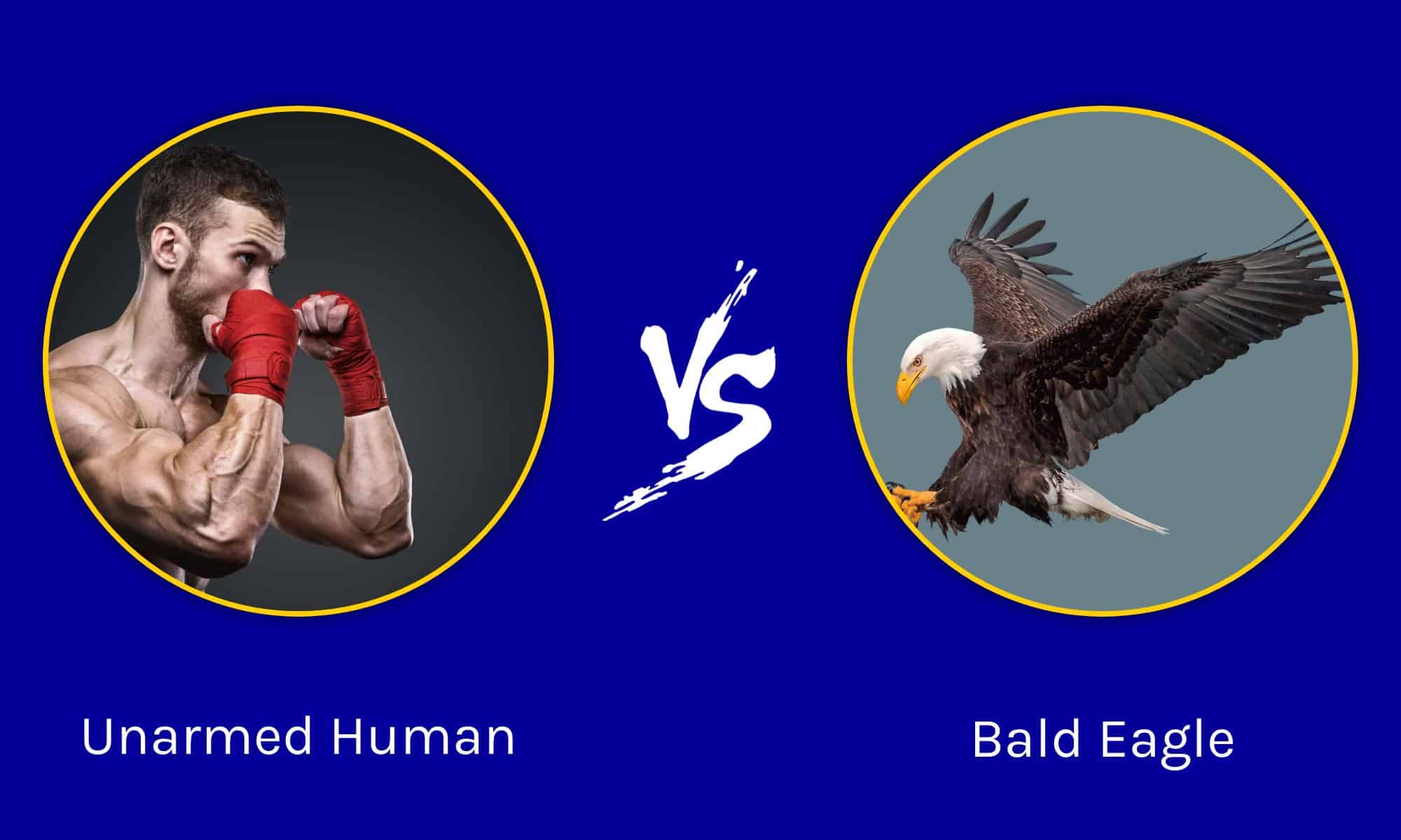 Could an Unarmed Human Beat a Bald Eagle? - A-Z Animals