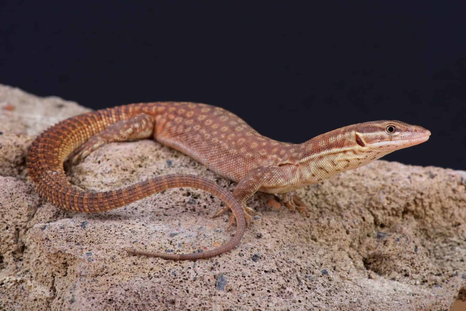 Ackie Monitor Animal Facts - Varanus acanthurus - A-Z Animals