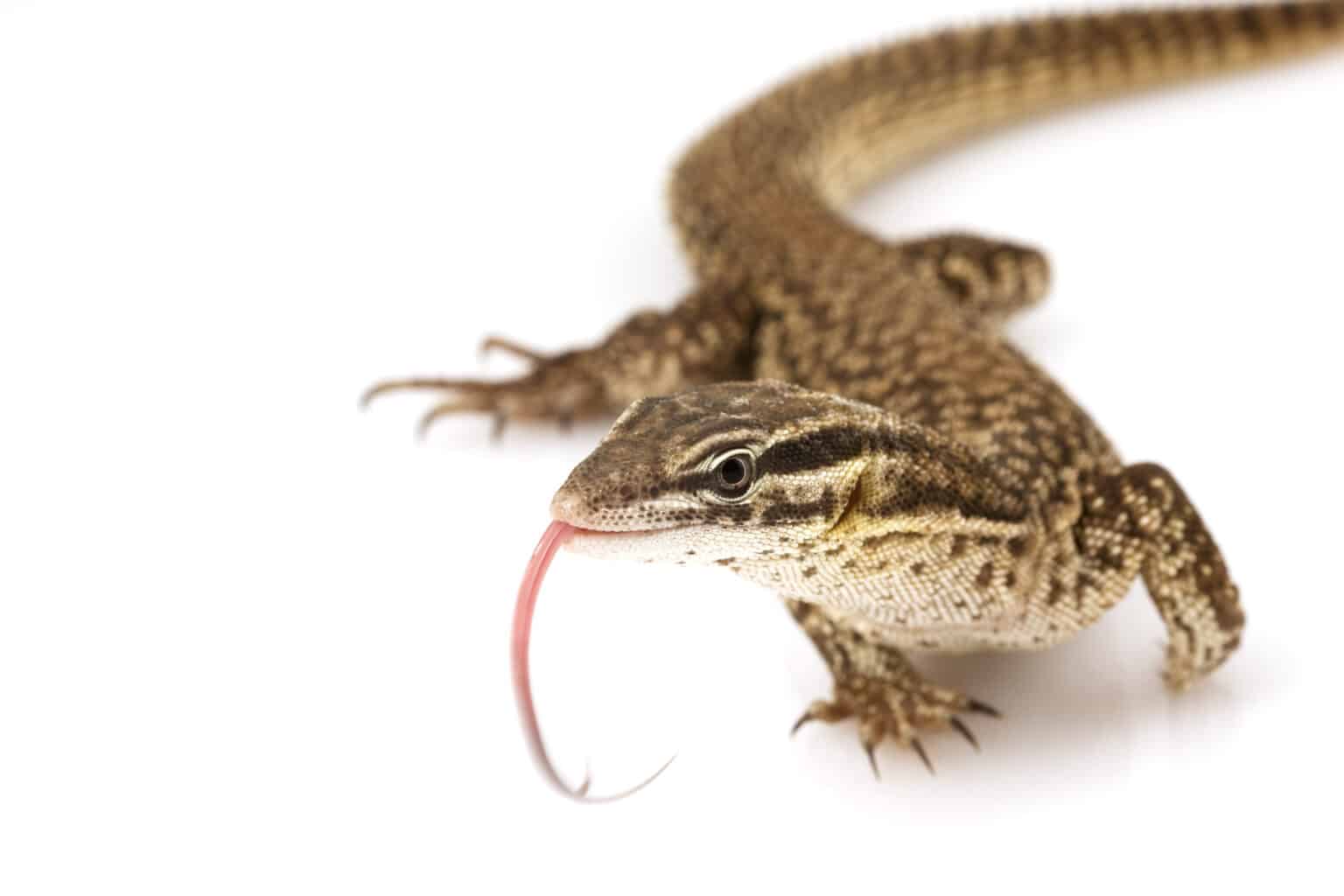 Monitor Lizard As A Pet: Is It A Good Idea? - A-Z Animals