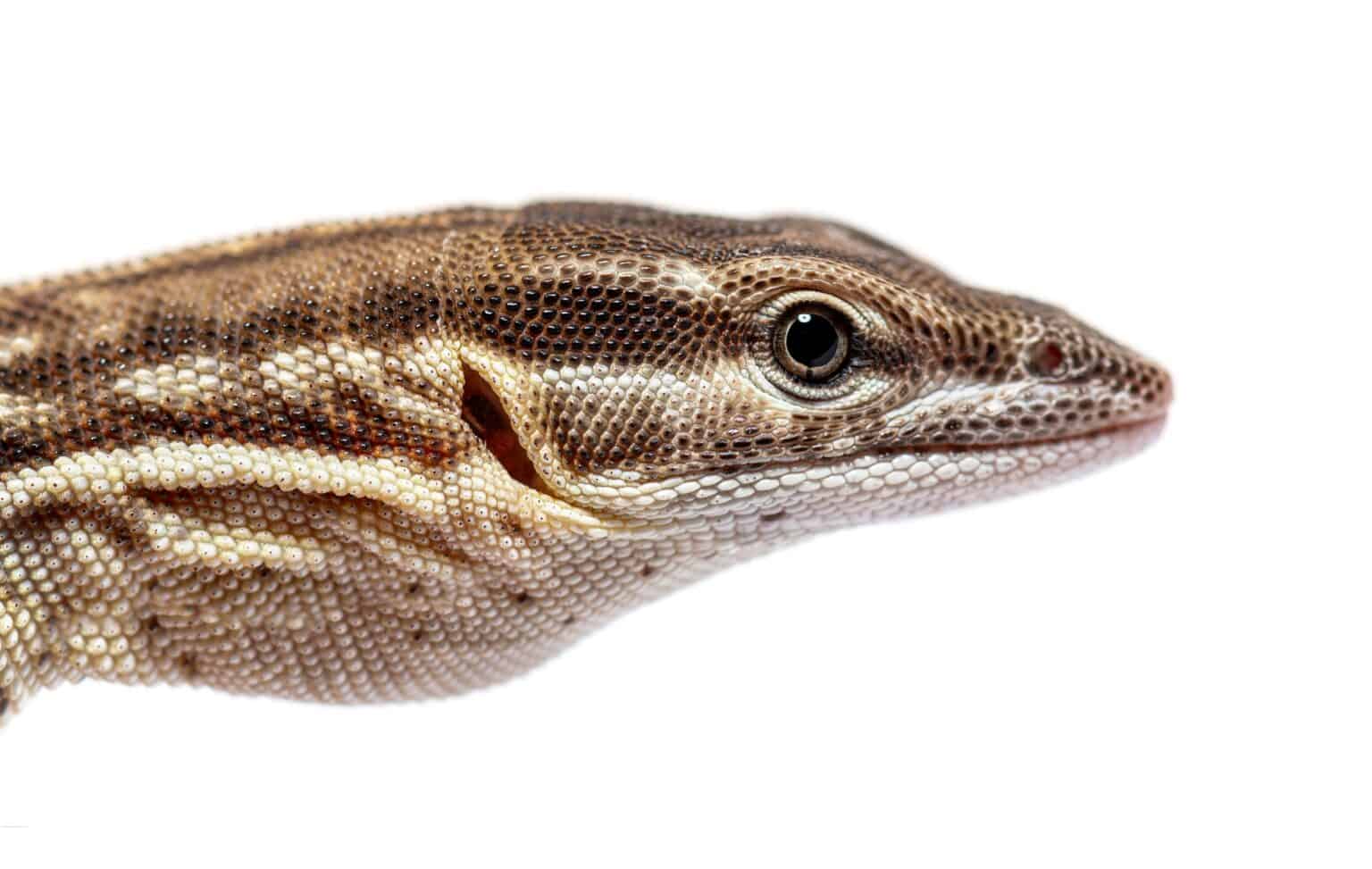 Red Ackie Monitor Animal Facts - Varanus acanthurus - A-Z Animals