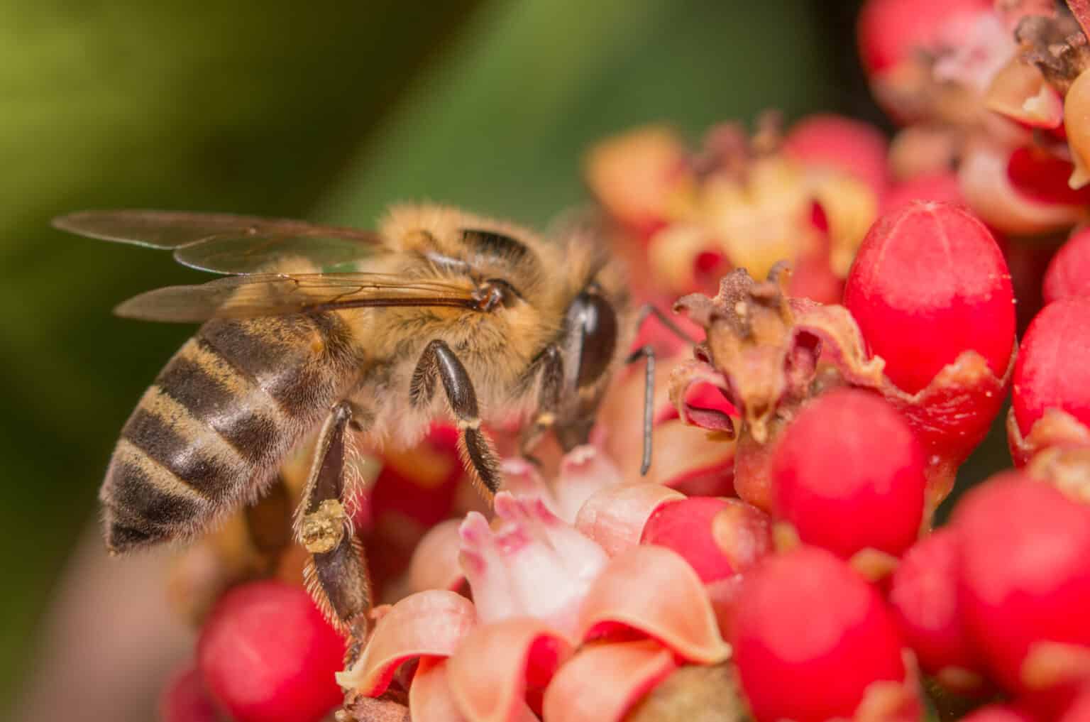 The Top 5 Most Aggressive Bees - A-Z Animals