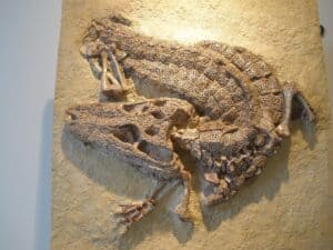 What's the Oldest Alligator Fossil Ever Found? - A-Z Animals