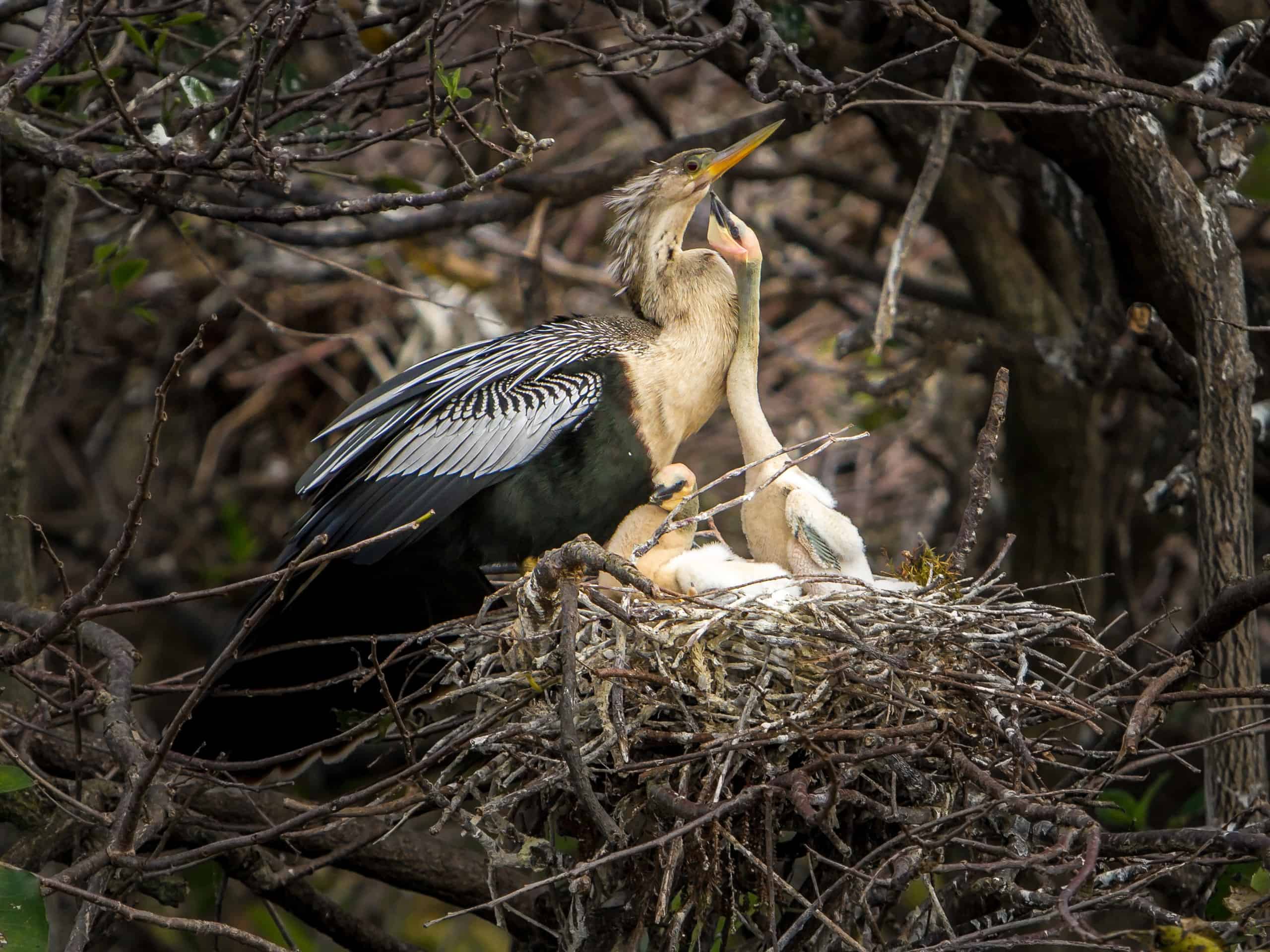 Anhinga Animal Pictures | A-Z Animals