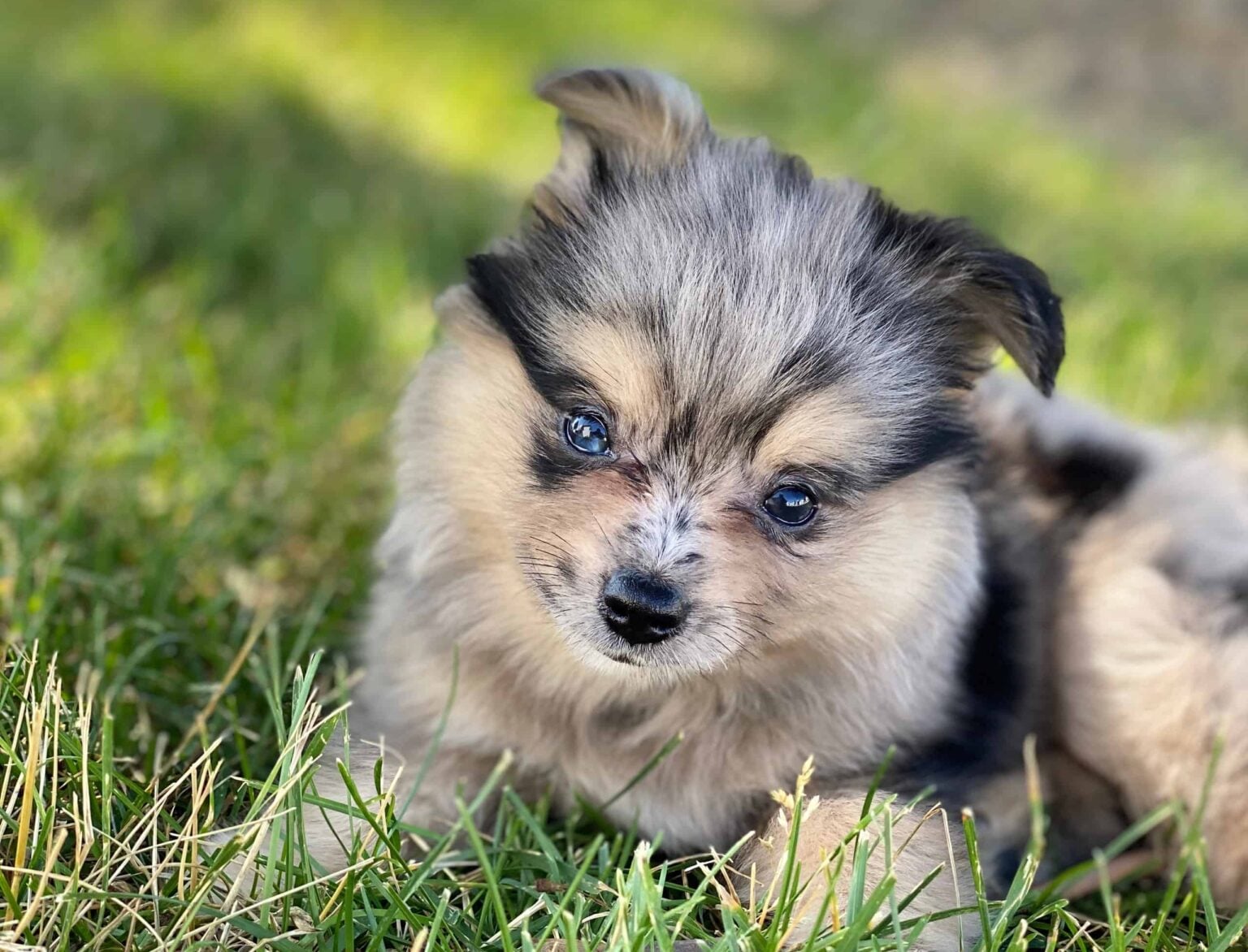 Aussiepom Animal Facts - Canis lupus familiaris - A-Z Animals