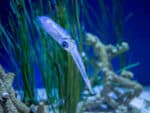 10 Interesting Facts About Squids - A-Z Animals
