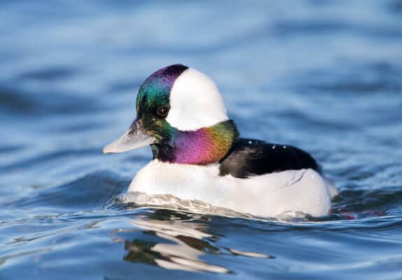 Discover the 15 Most Colorful Wild Ducks and Where You Can See Them - A ...