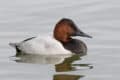 Discover Why Ducks Have Genitalia In the Shape of Corkscrews - A-Z Animals