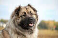 Caucasian Shepherd Animal Facts - Canis lupus familiaris - A-Z Animals