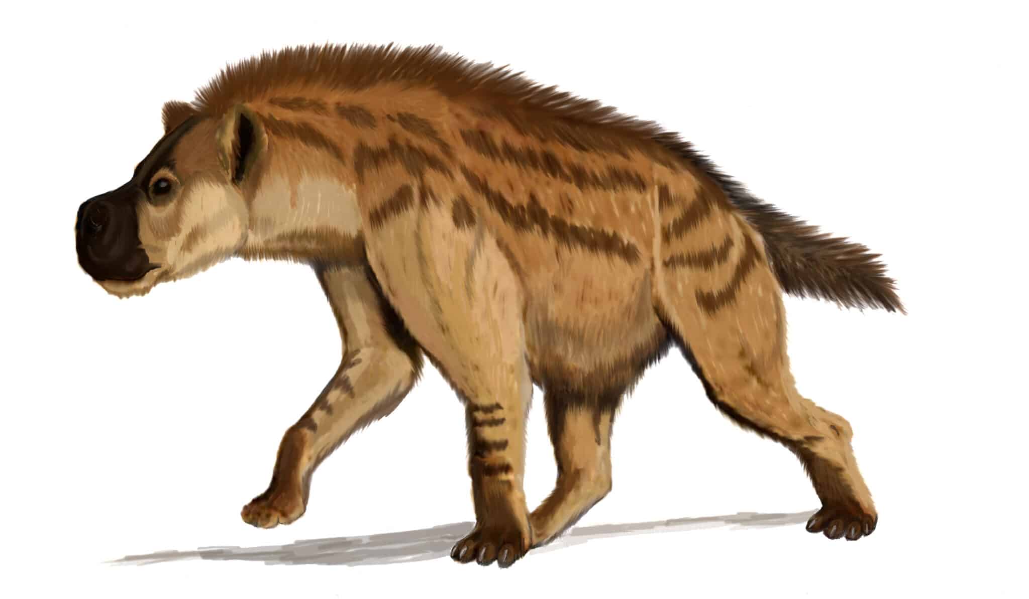 Dinocrocuta Animal Facts - Dinocrocuta - A-Z Animals