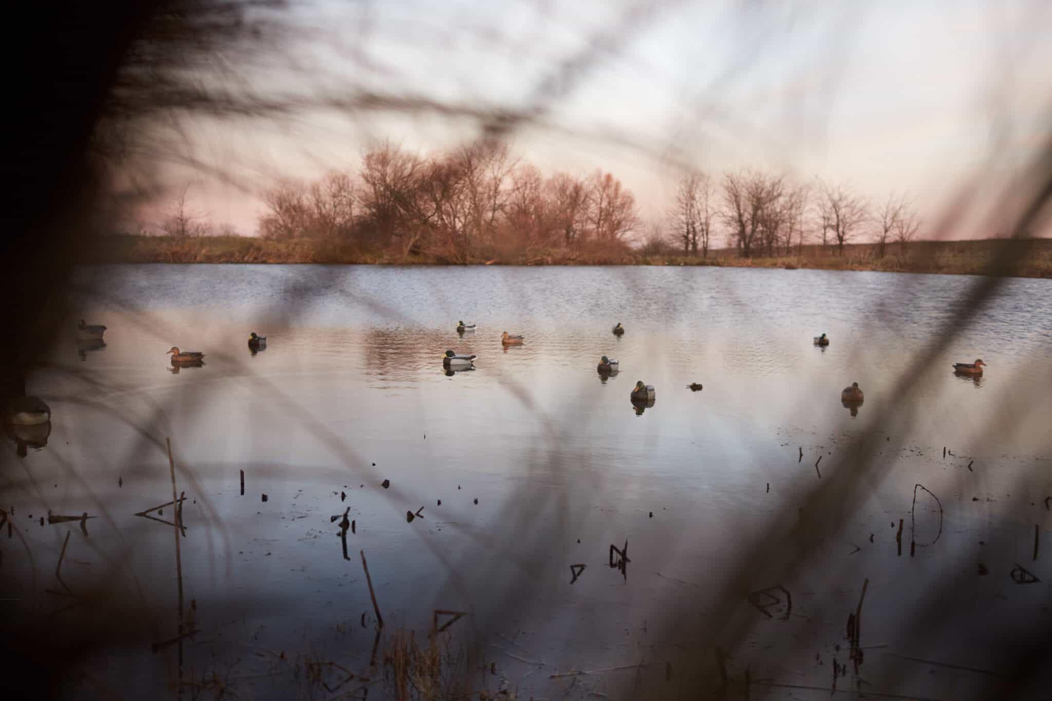 Duck Hunting Season in Kansas: Season Dates, Bag Limits and More - A-Z ...