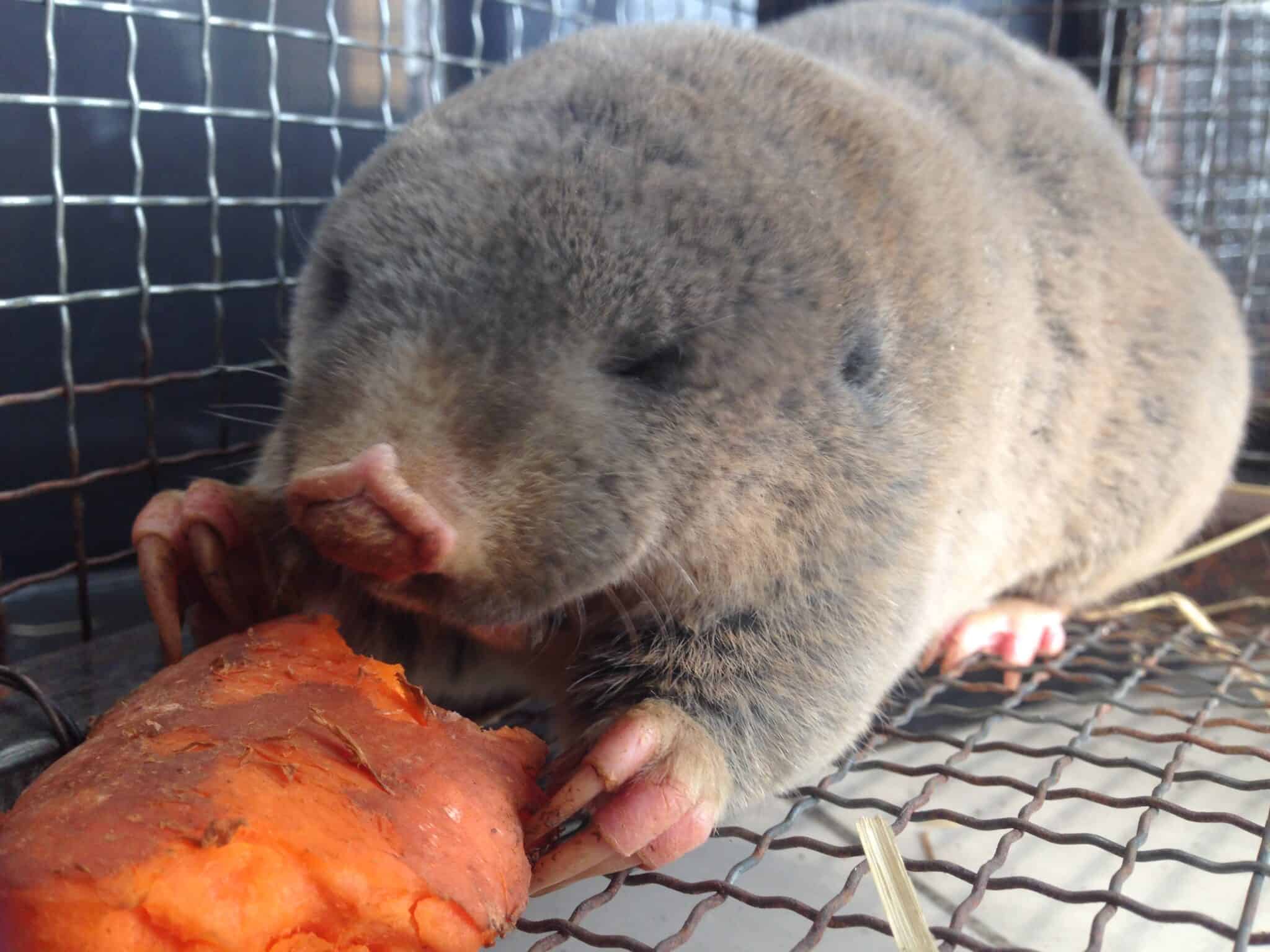 Zokor Animal Facts - A-Z Animals