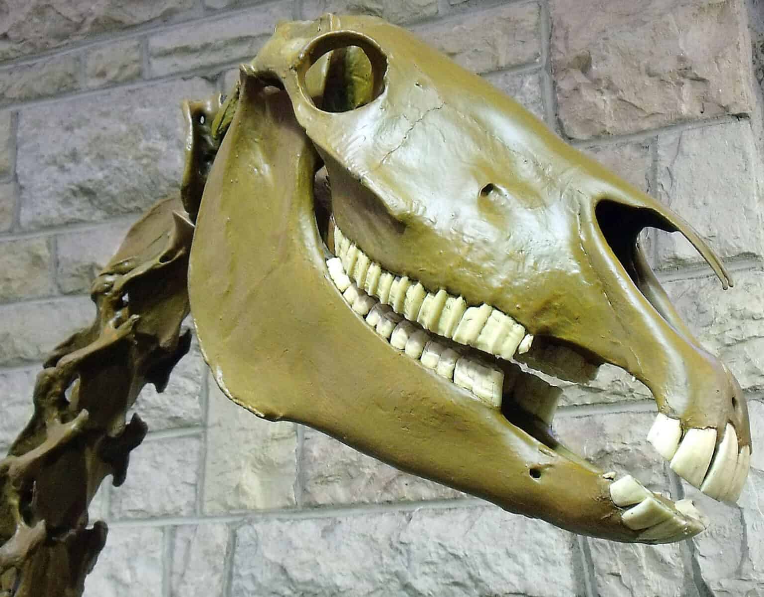 Equus giganteus Animal Facts - Equus giganteus - A-Z Animals