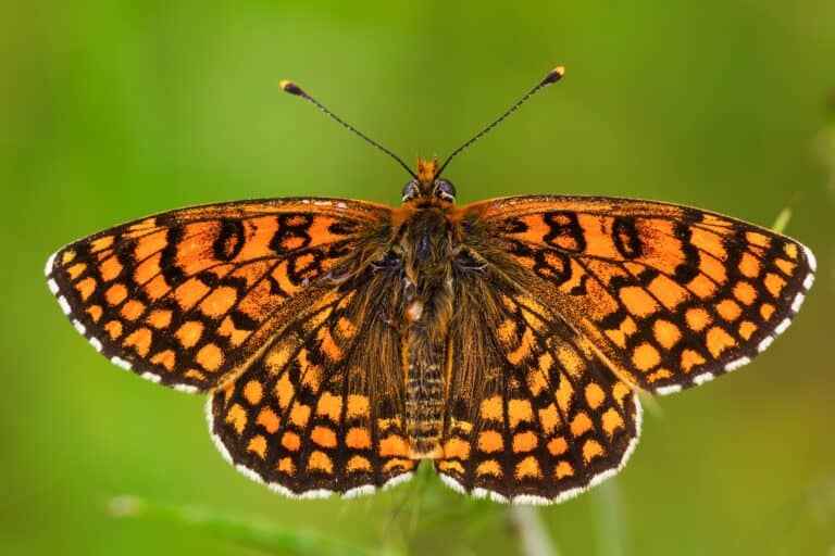 Butterfly Animal Facts - Lepidoptera - A-Z Animals