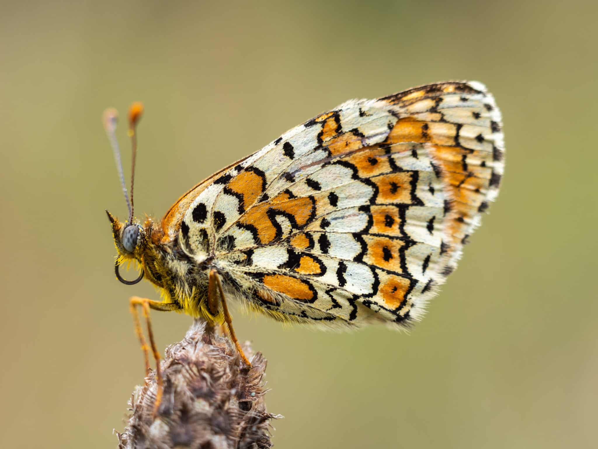 Butterfly Insect Facts - A-Z Animals