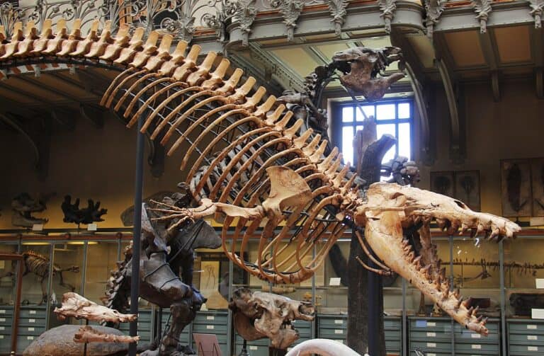 What Is the Oldest Whale Fossil Ever Found? - A-Z Animals