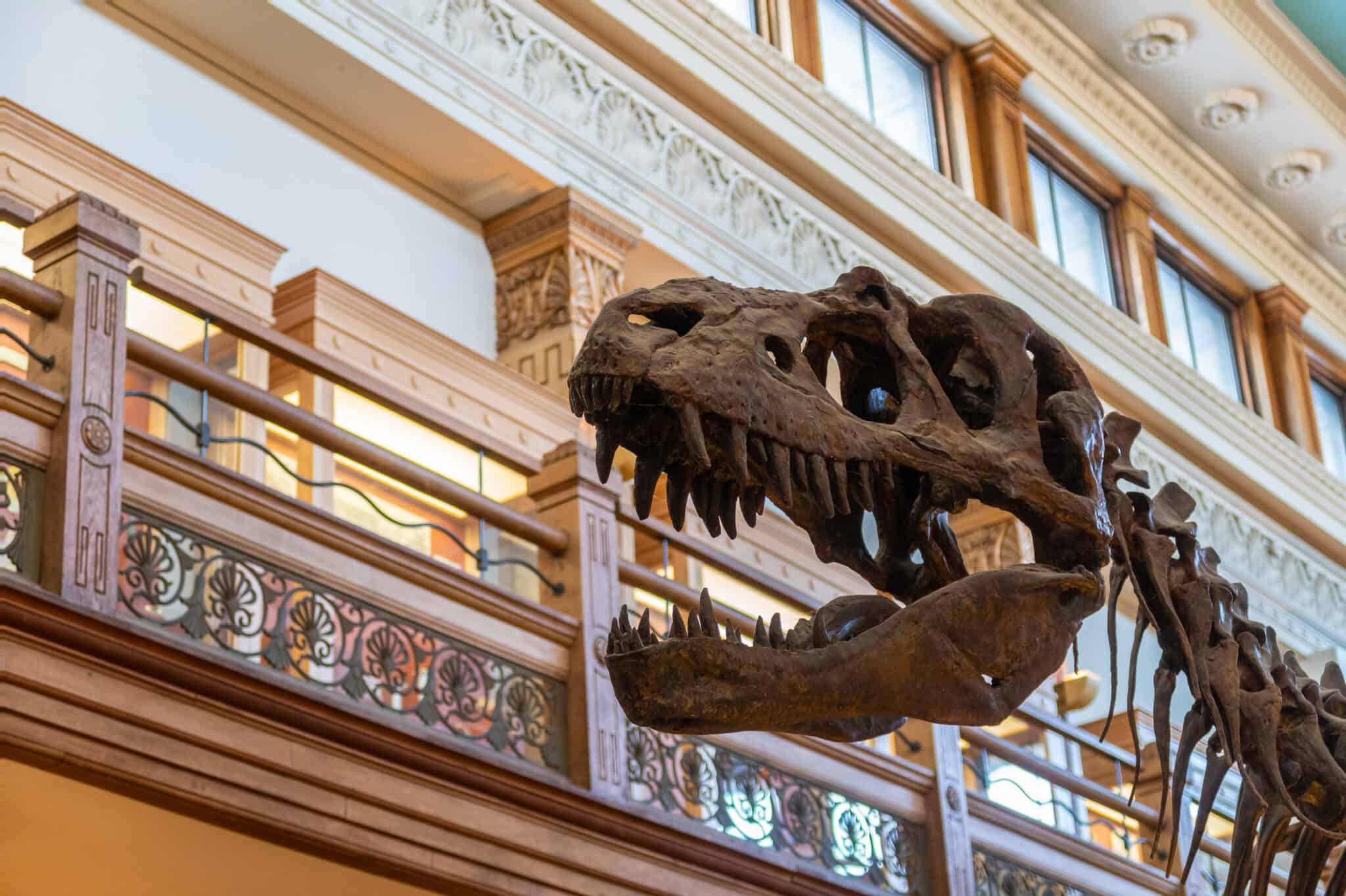 Discover the Top 8 Fastest Dinosaurs Ever to Walk the Earth - A-Z Animals