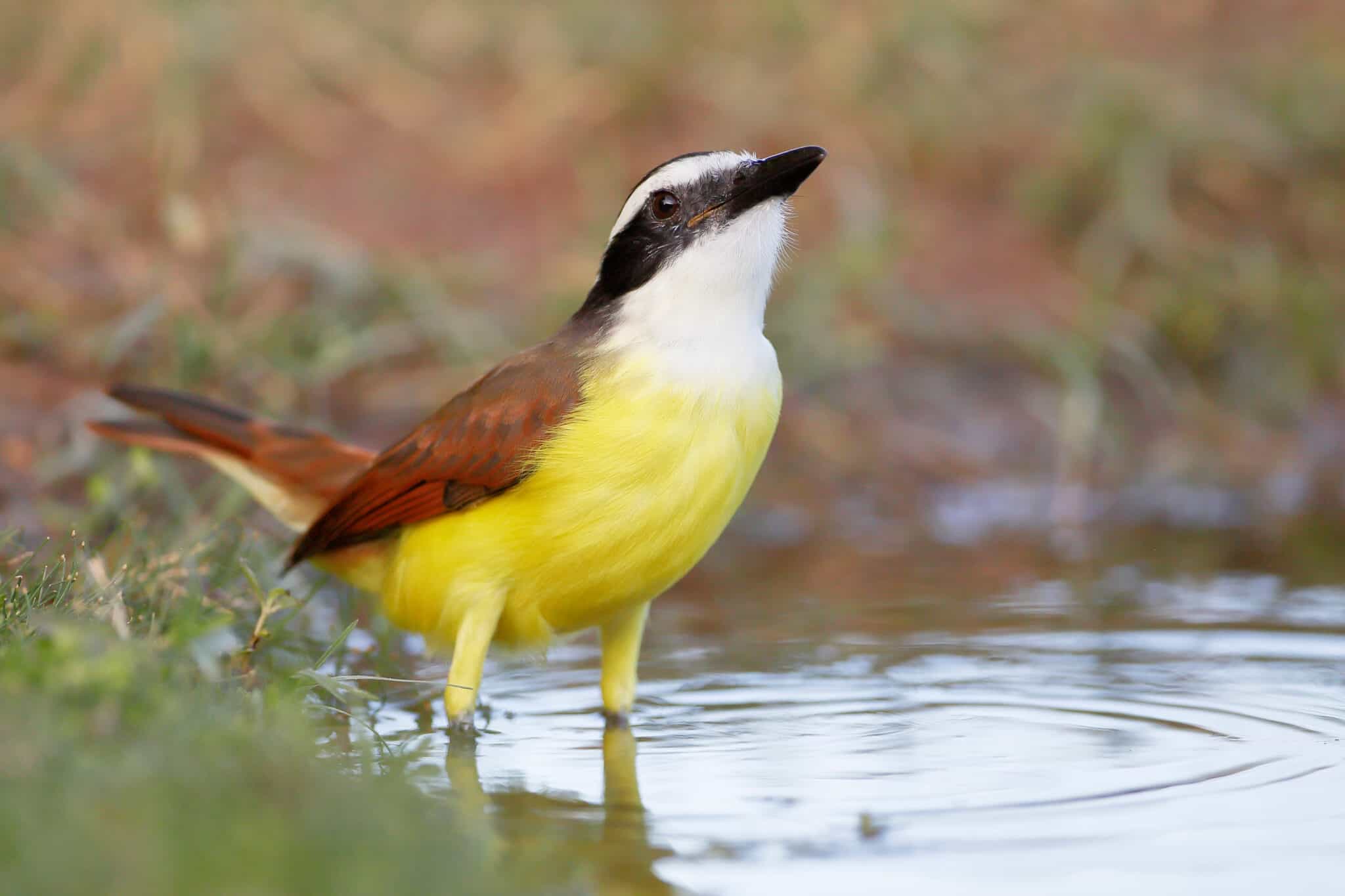 Hundreds of People Are Helping Track Bird Biodiversity From Their ...