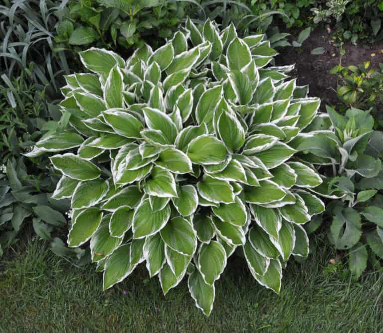 Hosta vs. Plantain Lily