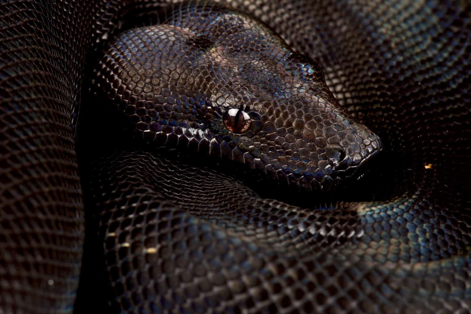 Complete List of All Boa Snakes Ever Found - A-Z Animals