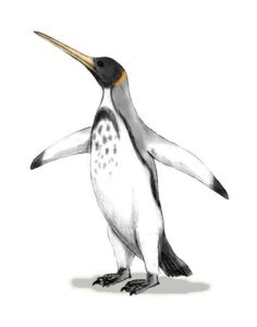 Penguin Bird Facts - Aptenodytes Forsteri - A-Z Animals