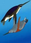 Icadyptes Animal Facts - Icadyptes - A-Z Animals