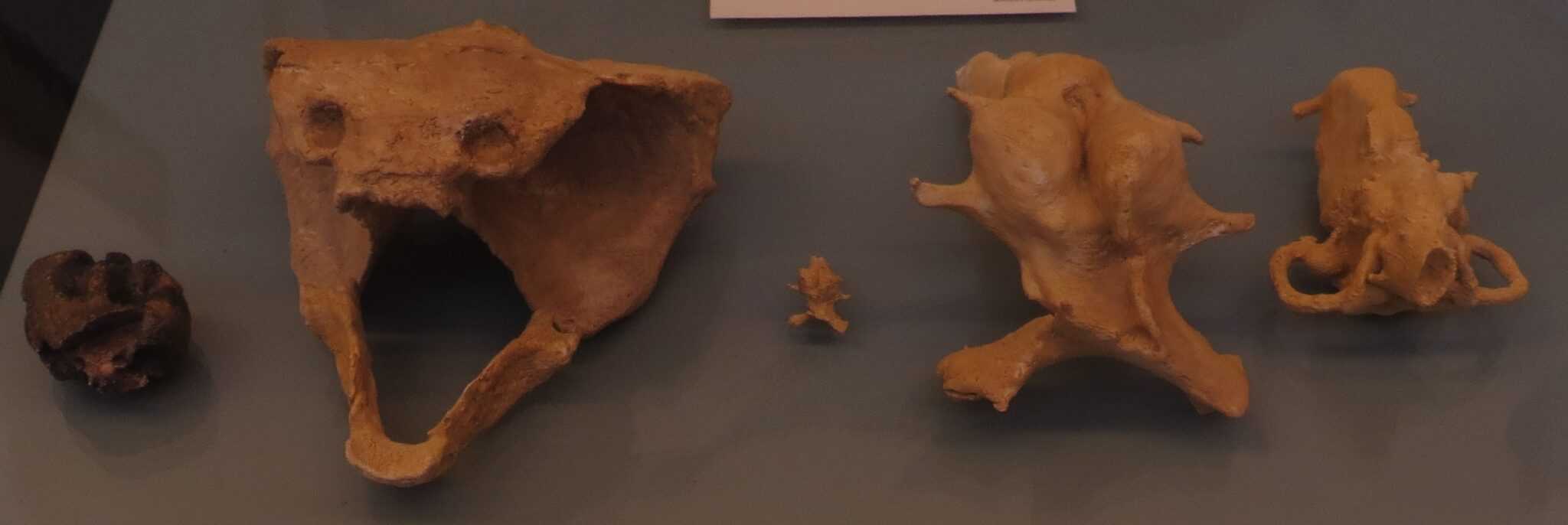 Discover 9 Incredible Carboniferous Period Animals - A-Z Animals