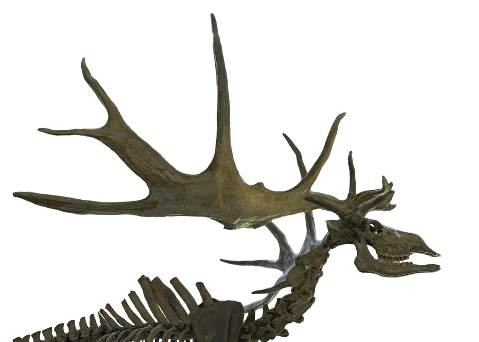 Irish Elk Animal Facts - Megaloceros giganteus - A-Z Animals
