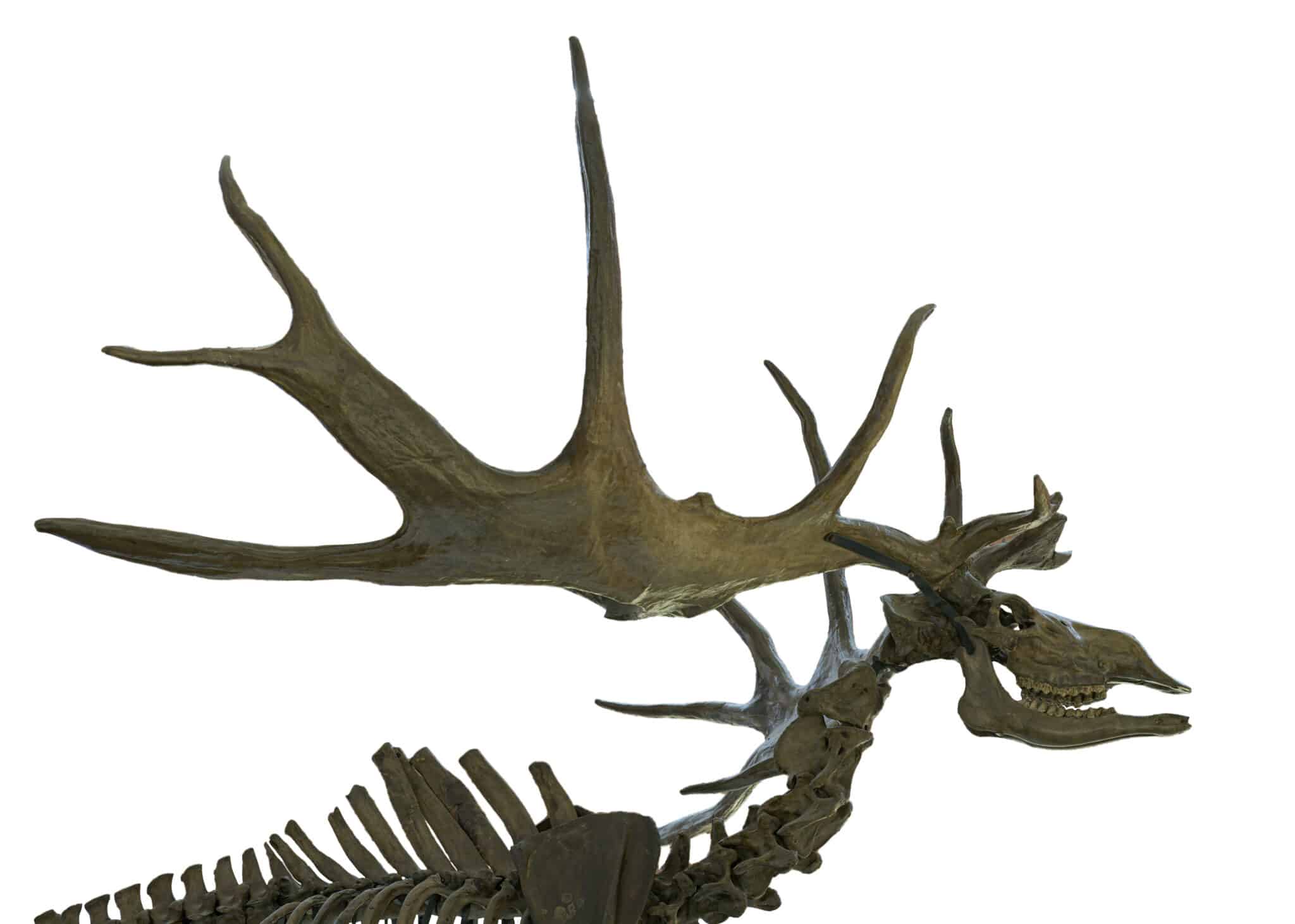 Meet the Ancient Moose With Incredible 8FT Antlers - A-Z Animals