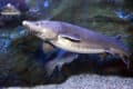 Sturgeon Size Comparison: Just How Big Do the Different Types Get? - A ...