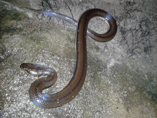10 Incredible Snakes with Camouflage Skills That Will Leave You Amazed ...