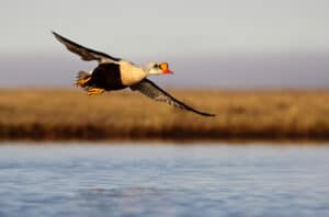 Eider Animal Facts - Somateria - A-Z Animals