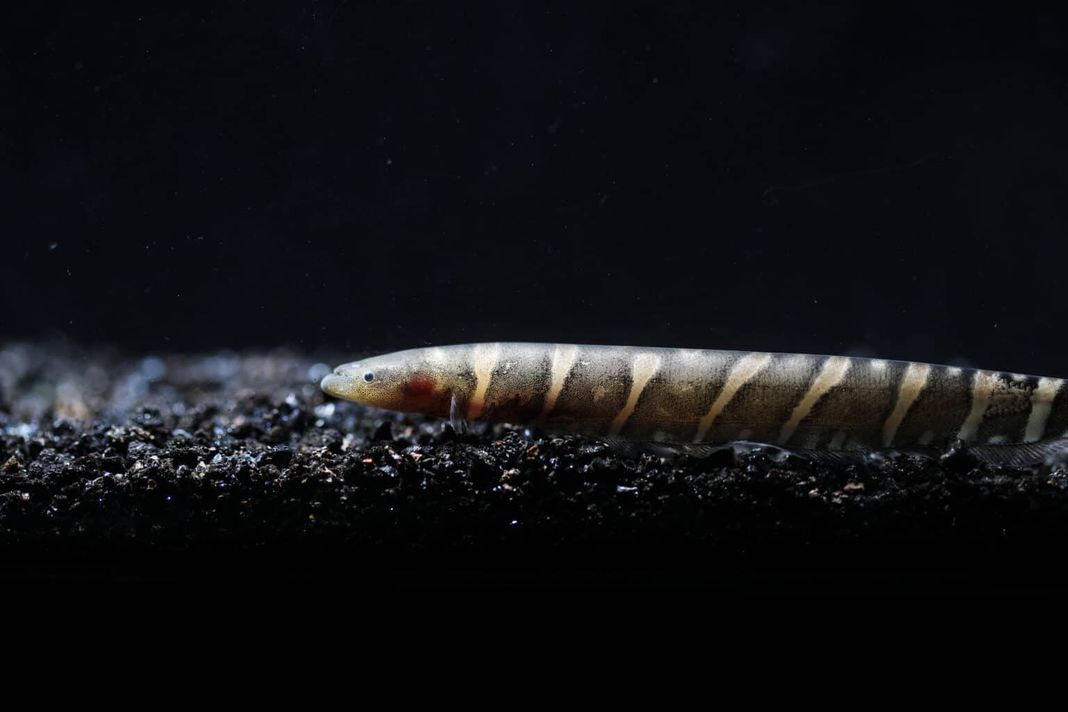 Types of Electric Fish: Discover 10 Shocking Fish - A-Z Animals