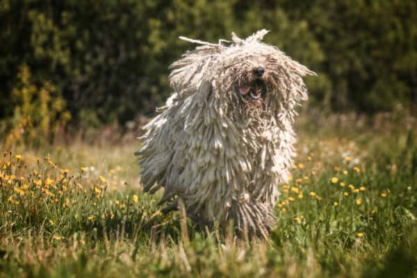 Discover the Dog Breed That Looks Like a Mop - A-Z Animals
