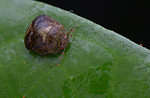 Kudzu Bug Insect Facts - Megacopta cribraria - A-Z Animals