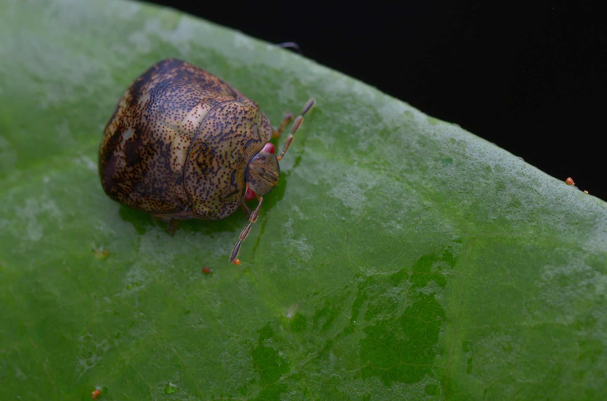 Kudzu Bug Insect Facts - Megacopta cribraria - A-Z Animals