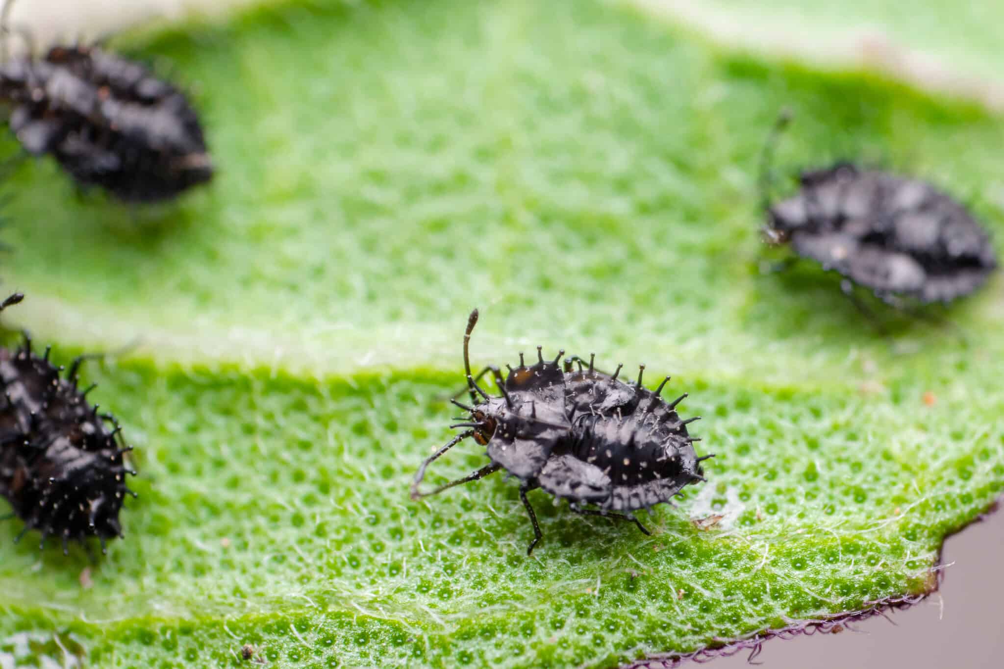 Lace Bug Animal Facts - Tingidae - A-Z Animals