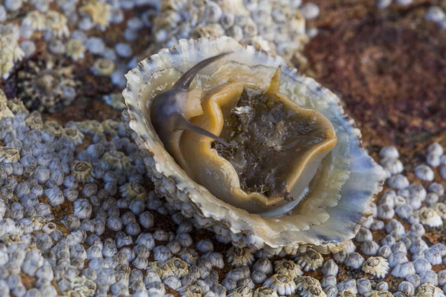 What Is the Intertidal Zone and What Creatures Can You Find Living ...