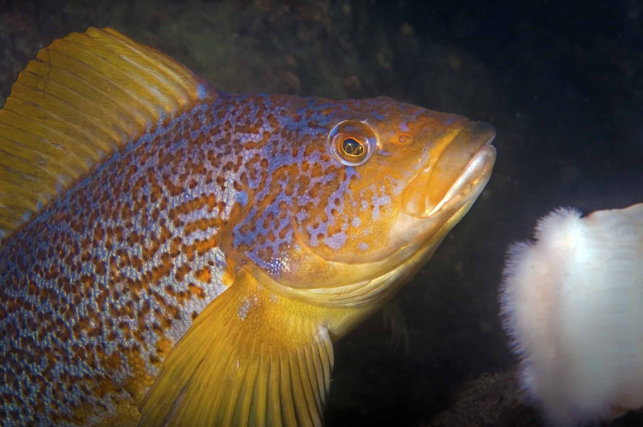 Kelp Greenling Animal Facts - Hexagrammos decagrammus - A-Z Animals