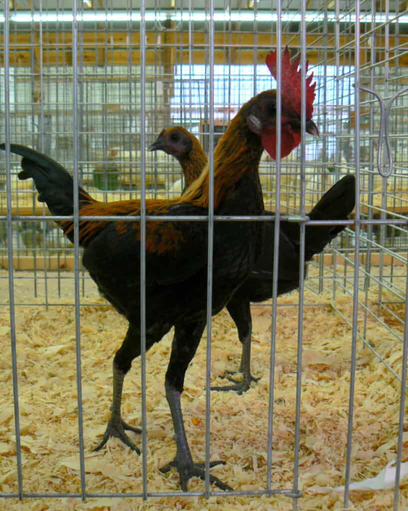 Modern Game Chicken Animal Facts - Gallus gallus domesticus - A-Z Animals