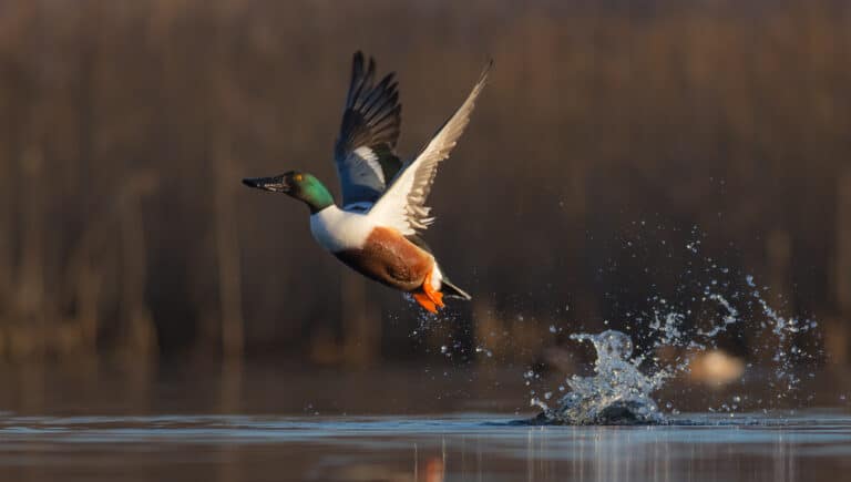 Duck Hunting Season in Nevada: Season Dates, Bag Limits and More - A-Z ...