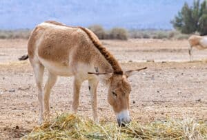 Donkeys: Guardians, Companions, and Their Role in Global Cultures - A-Z Animals