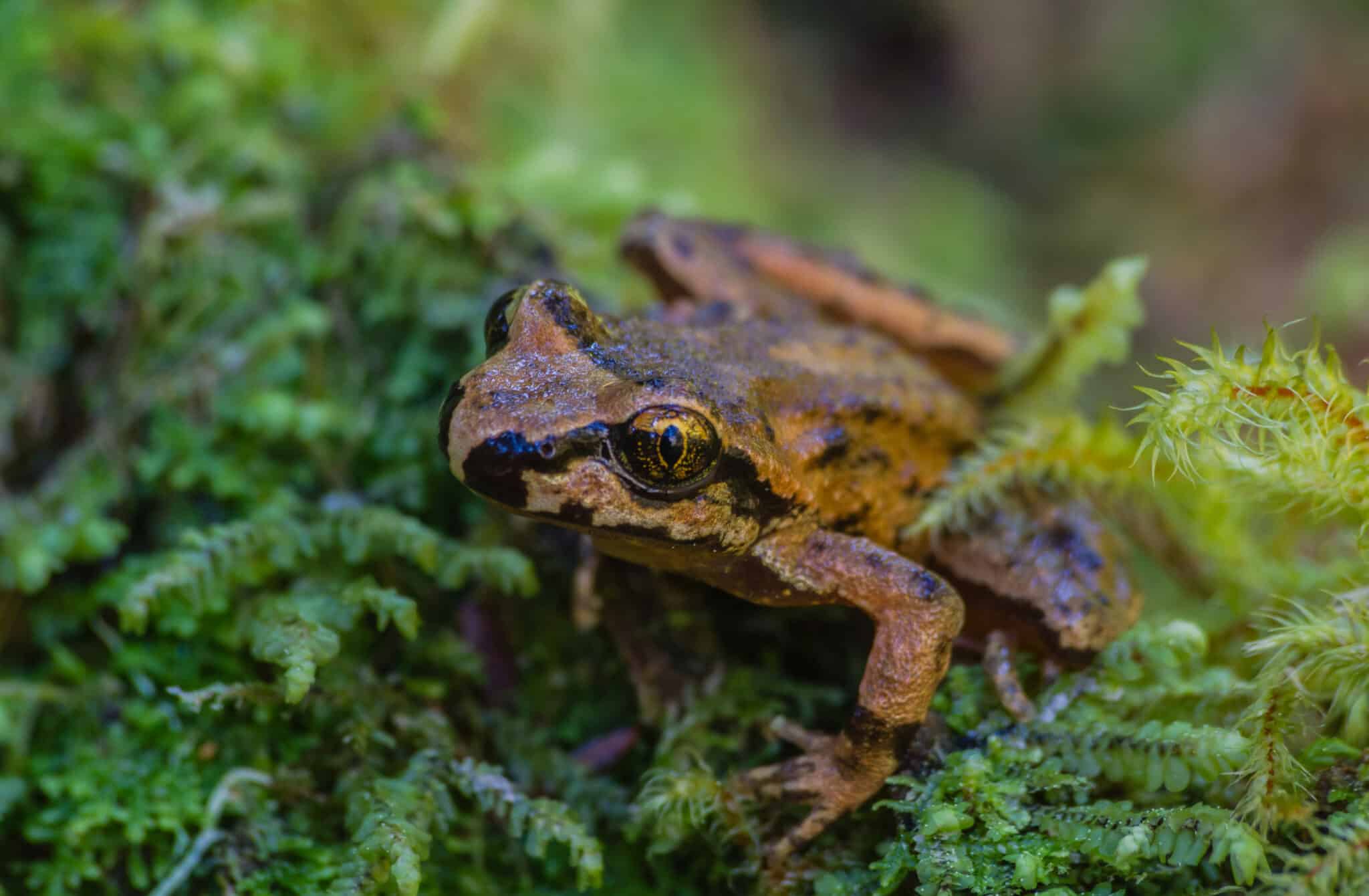 Oregon Spotted Frog Animal Facts - Rana pretiosa - A-Z Animals