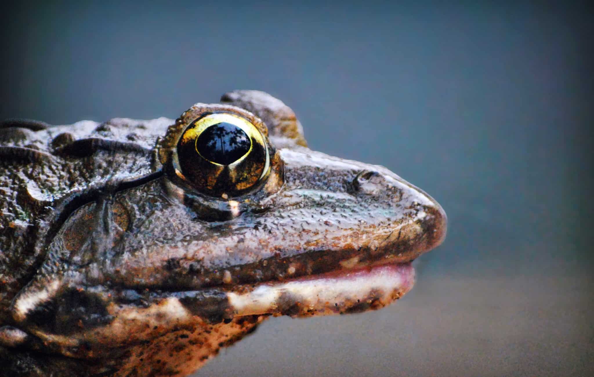 The Unlikely Comeback of the European Tree Frog - A-Z Animals