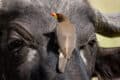 Host - A-Z Animals