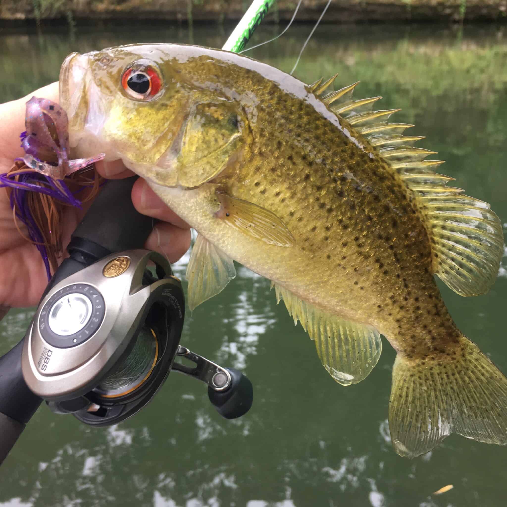 Ozark Bass Fish Facts - Ambloplites constellatus - A-Z Animals