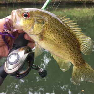 Bass Animal Facts - A-Z Animals